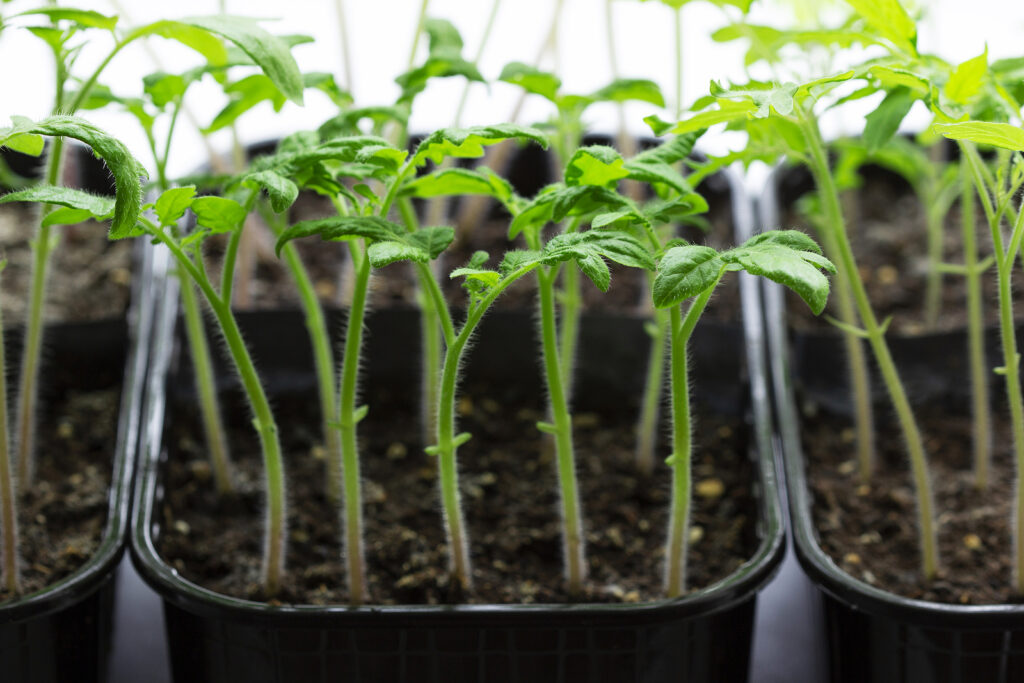 Tomato Harvesting and Post-Harvest Care