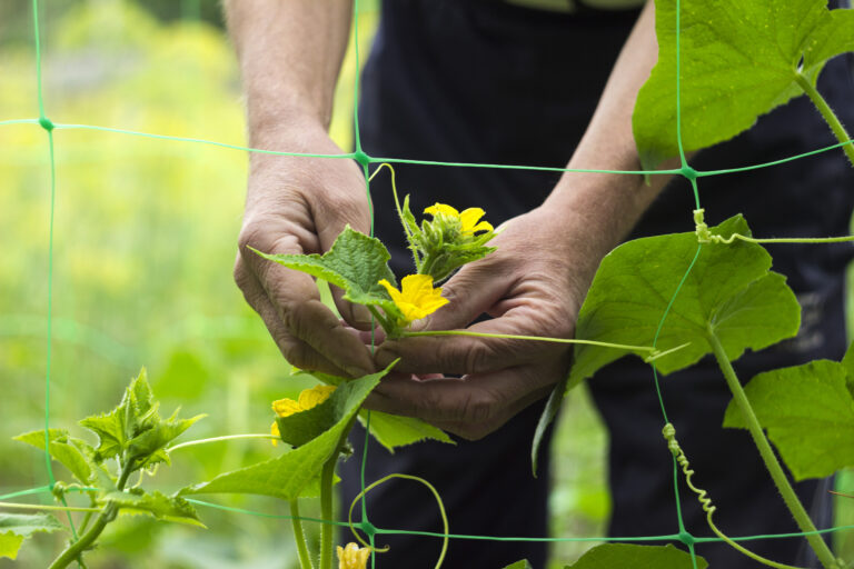 Cucumber Flowering, Pollination, and Fruit Formation