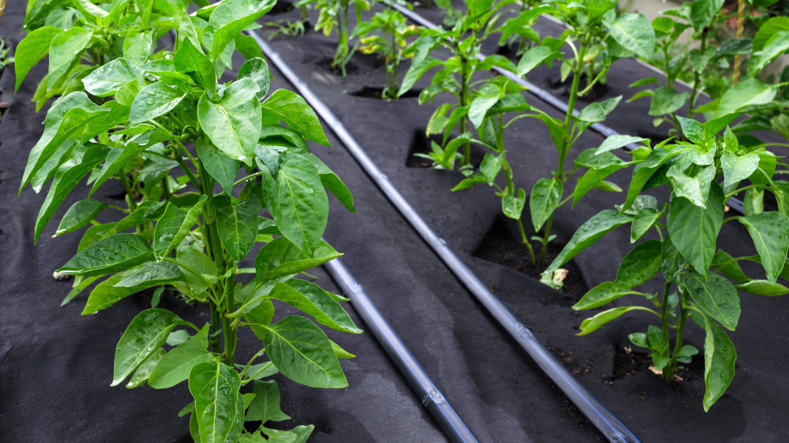 How to Plant, Grow, and Harvest Lima Beans - Harvest to Table