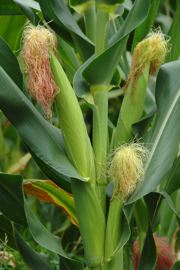 Sweet Corn Pollination: Natural and Hand-Pollination Tips