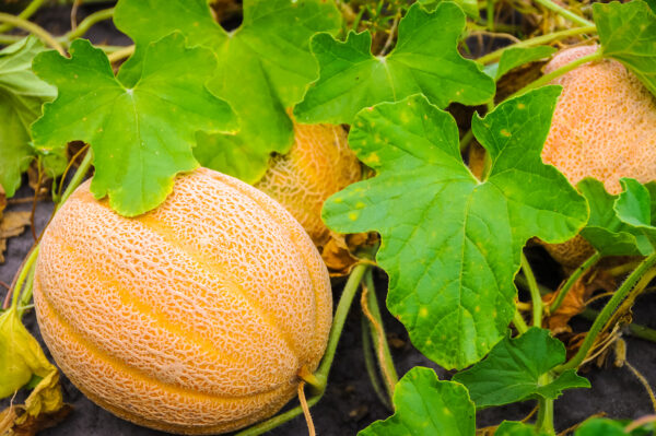 How to Tell When Melons Are Ripe