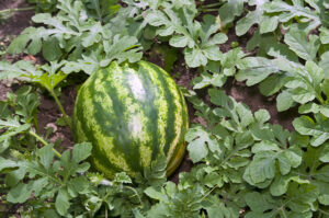 Watermelon Pests and Diseases: How to Stop Them