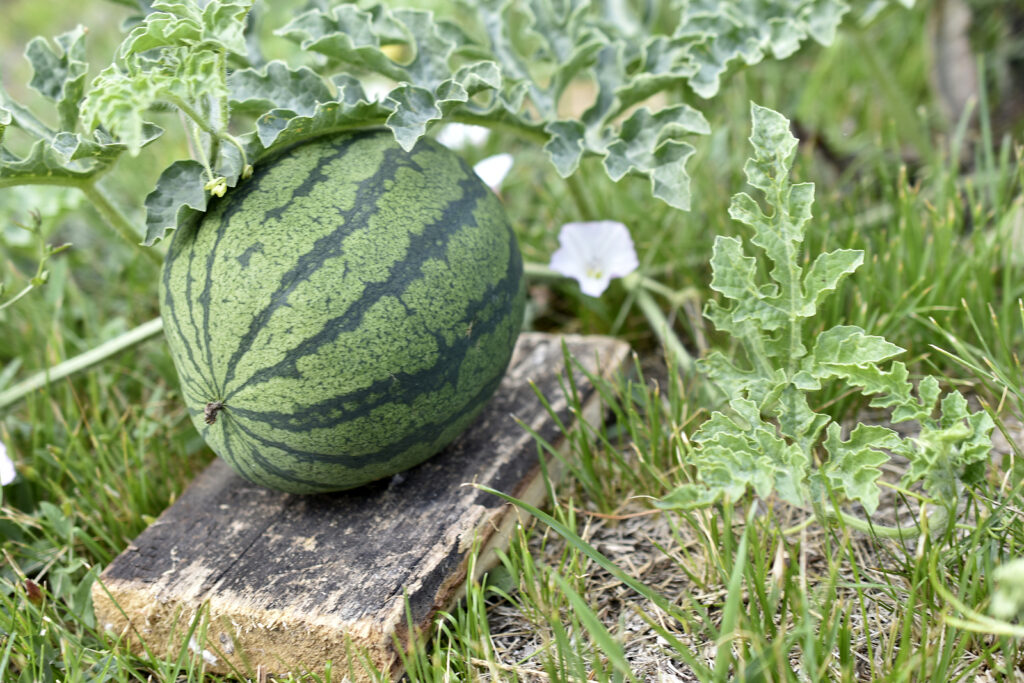 Watering Watermelons: How Much and How Often - Harvest to Table