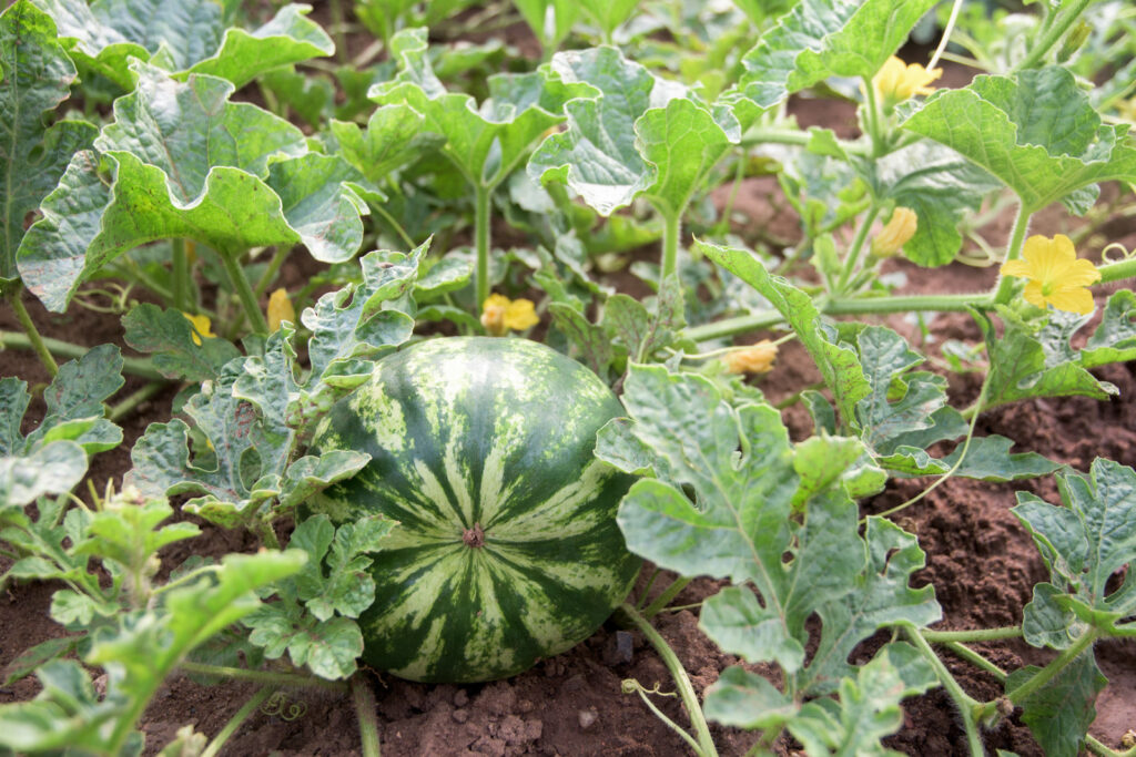 How to Grow Seedless Watermelons Successfully