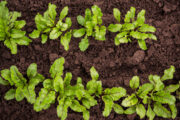 Thinning and Spacing Beets for Better Roots