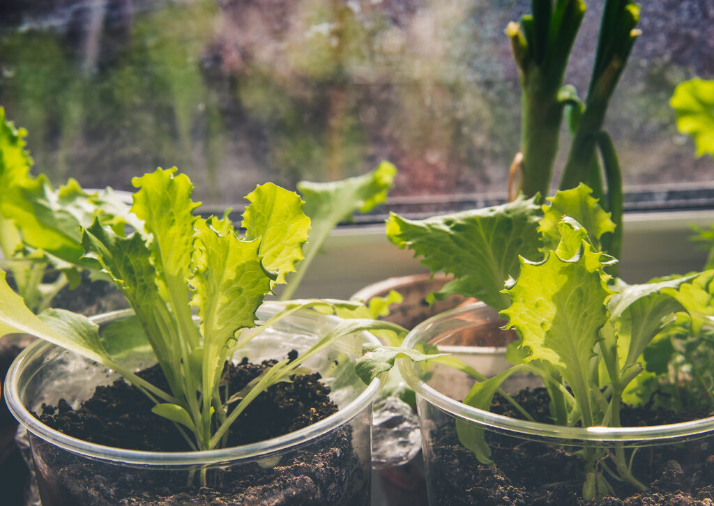 How to Grow a Fall Lettuce Crop for Cool-Weather Harvests