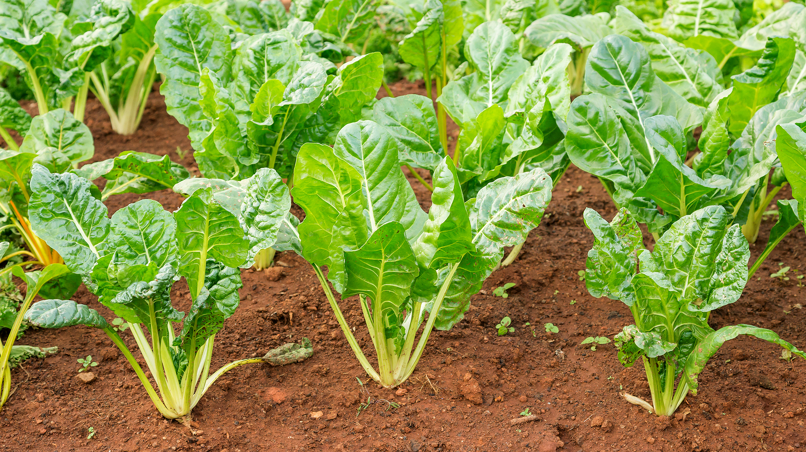 How to Grow Swiss Chard in Raised Beds