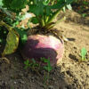How and When to Harvest Turnips for the Best Texture