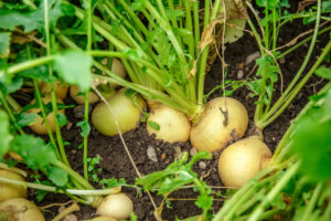 Turnips: Best Varieties for Flavor, Size, and Growing Time
