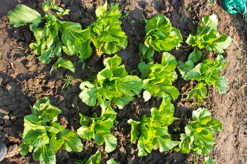 Thinning and Spacing Lettuce for Optimal Growth