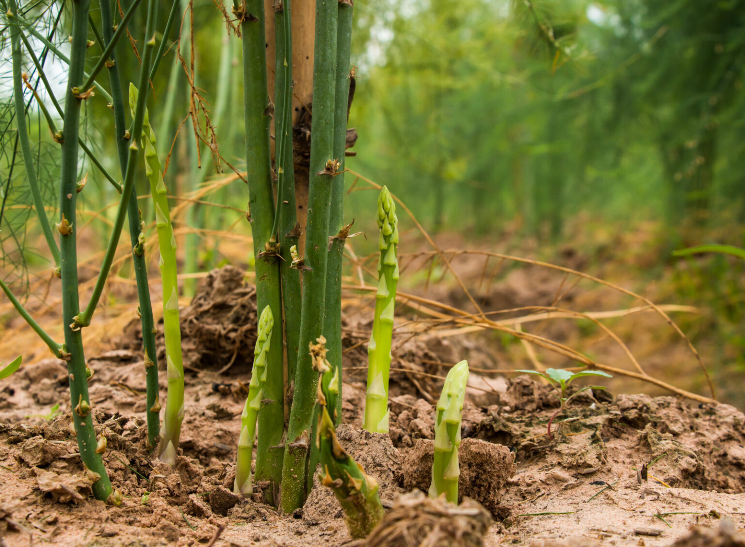Common Asparagus Pests and Diseases and How to Control Them