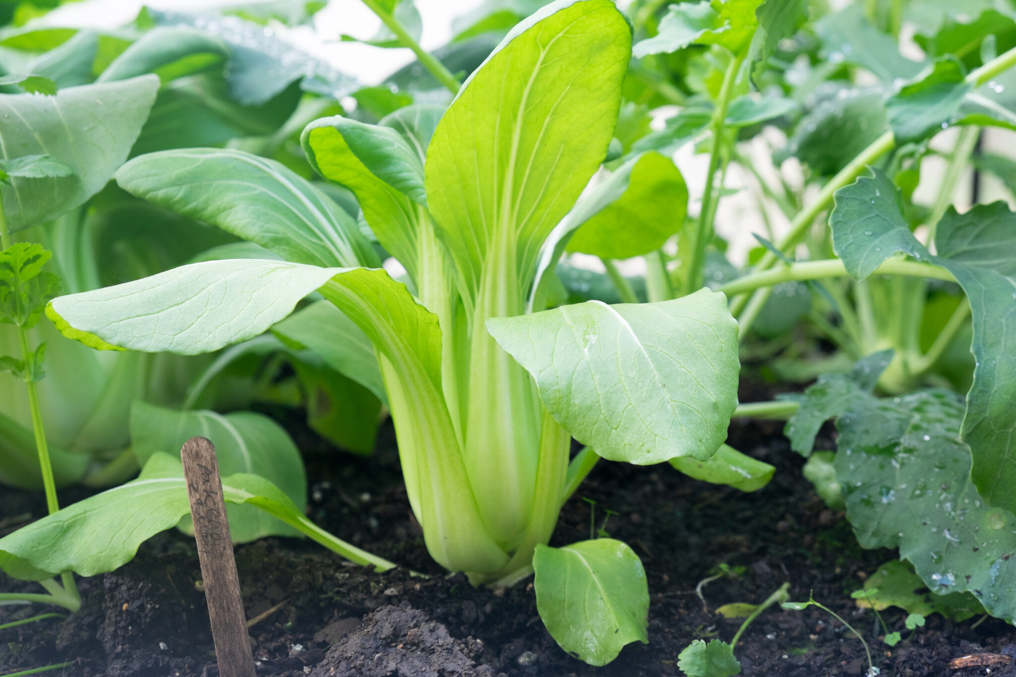 Oriental Mustard Cabbage Explained: Green vs. White Stalk Varieties