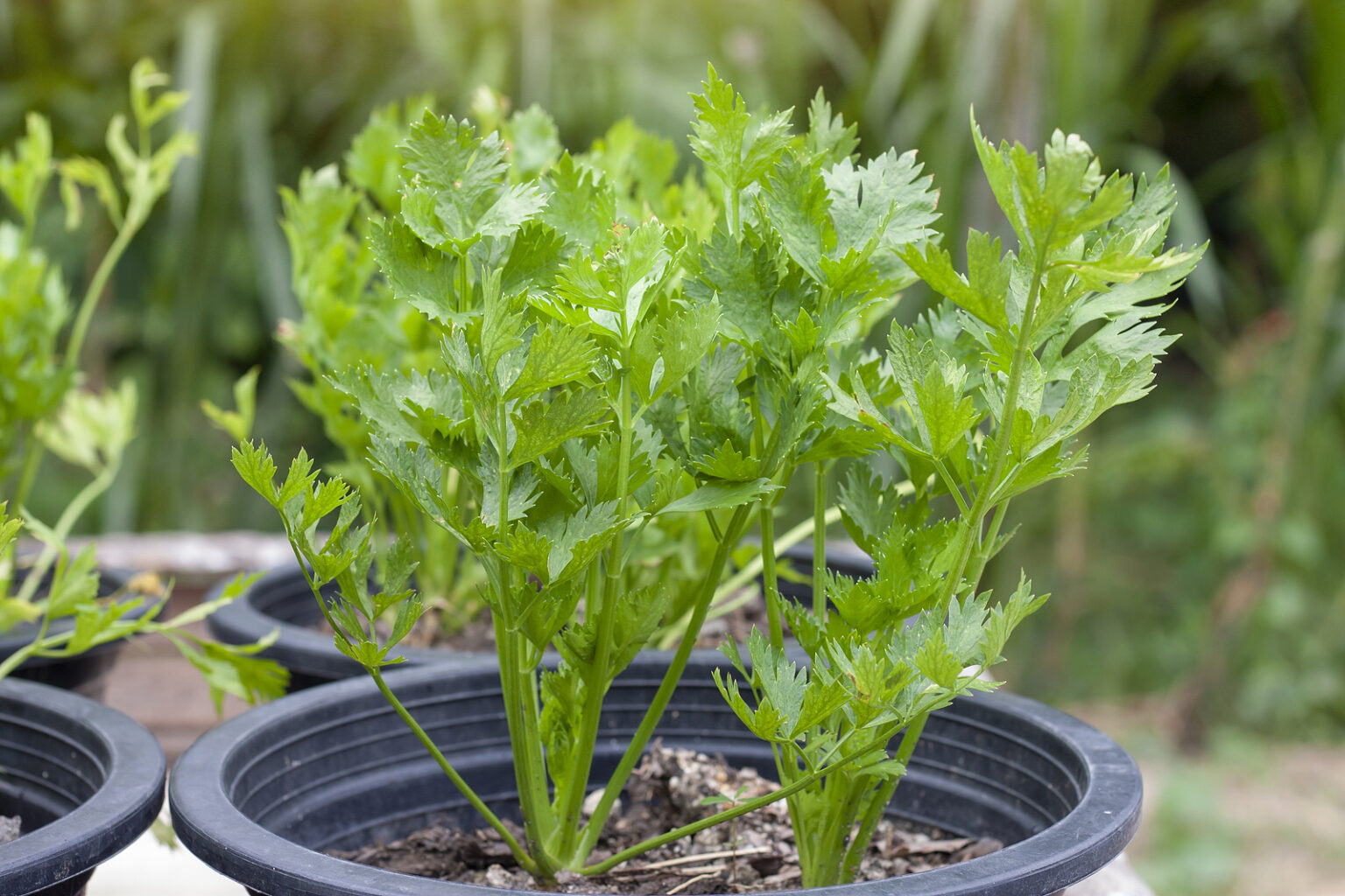 Proper Celery Spacing and Planting Layout for Healthy Growth