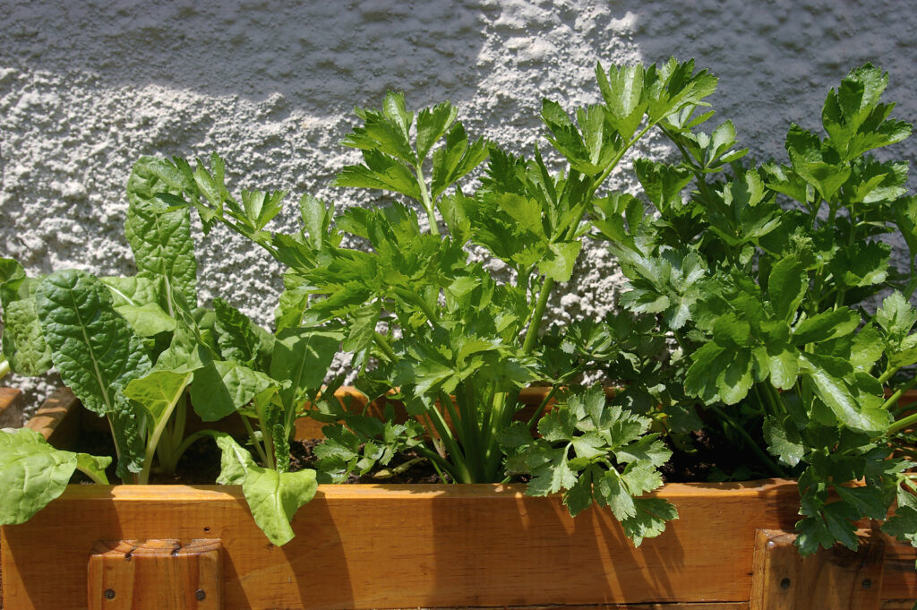 How to Harvest Celery for the Best Flavor and Yield