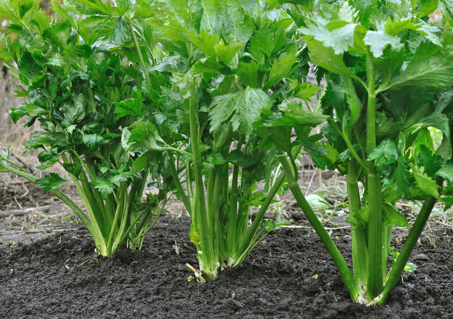 Types of Celery Explained: Pascal, Leaf, and Celeriac Compared