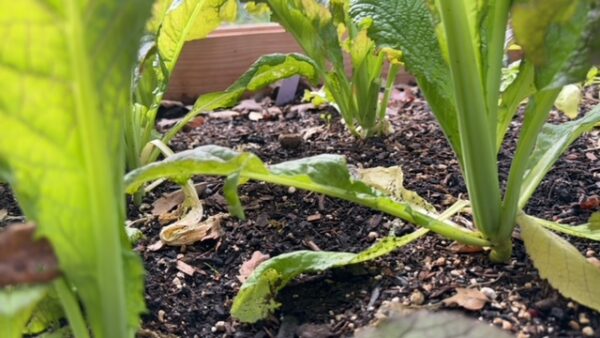 Common Mustard Green Pests and Diseases and Natural Controls