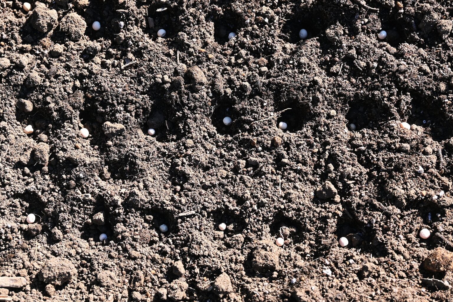 Planting Peas in Wide Rows or Blocks for Maximum Yield