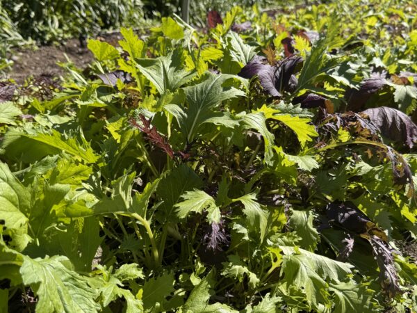 Best Winter Cover Crops for a Small Garden