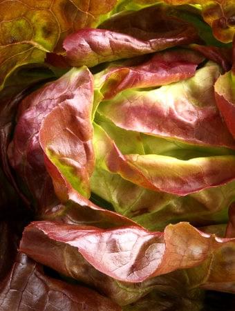 How to Use Leaf Mold in the Garden -- Harvest to Table